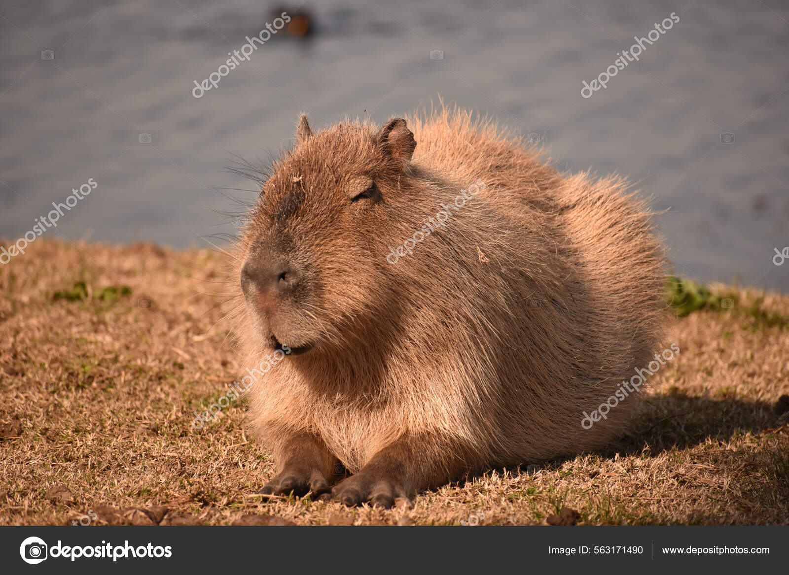 Closeup Shot Brown Eared Bear Forest — Stock Photo © Wirestock #563171490