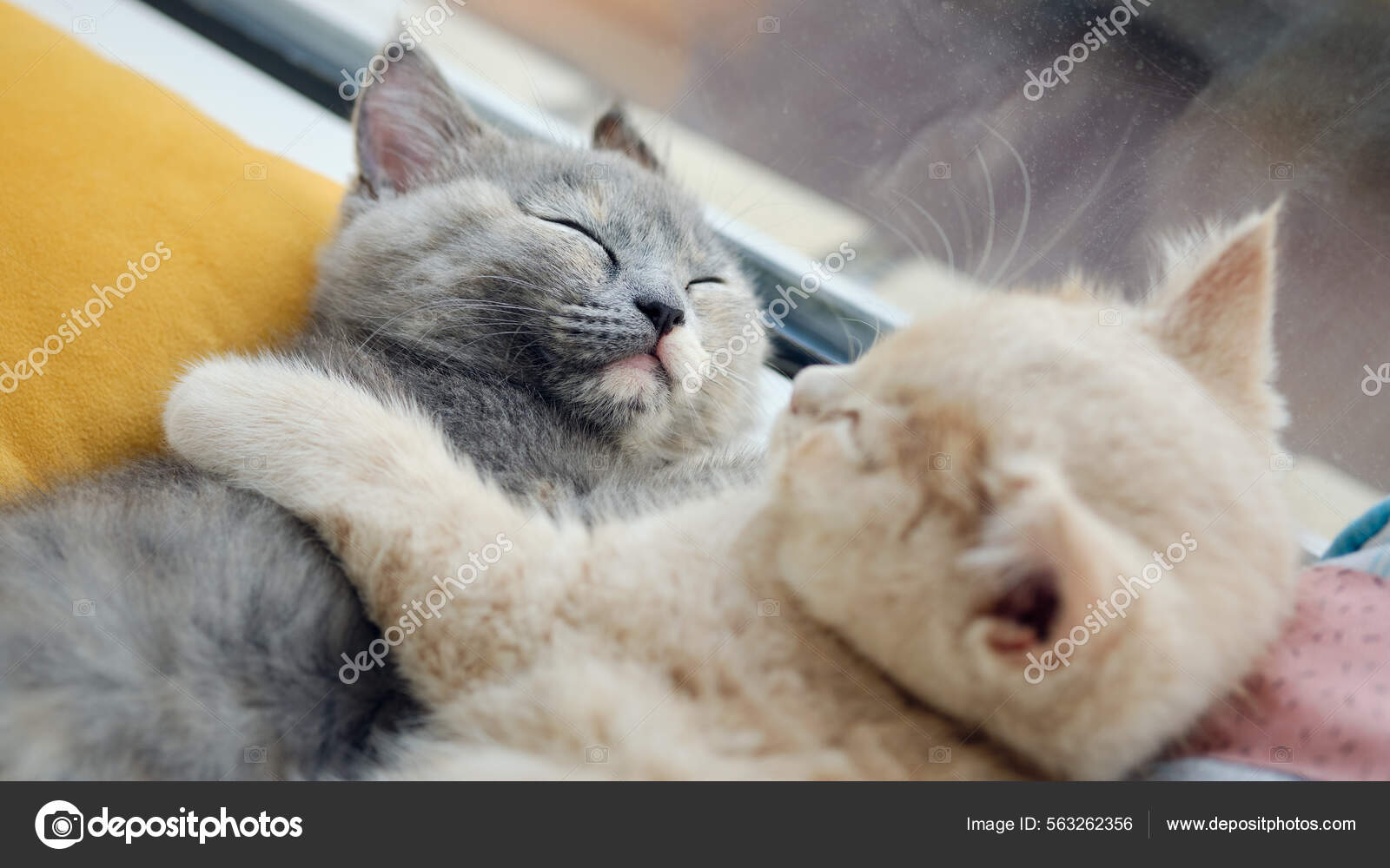 Sleeping Cute Cat