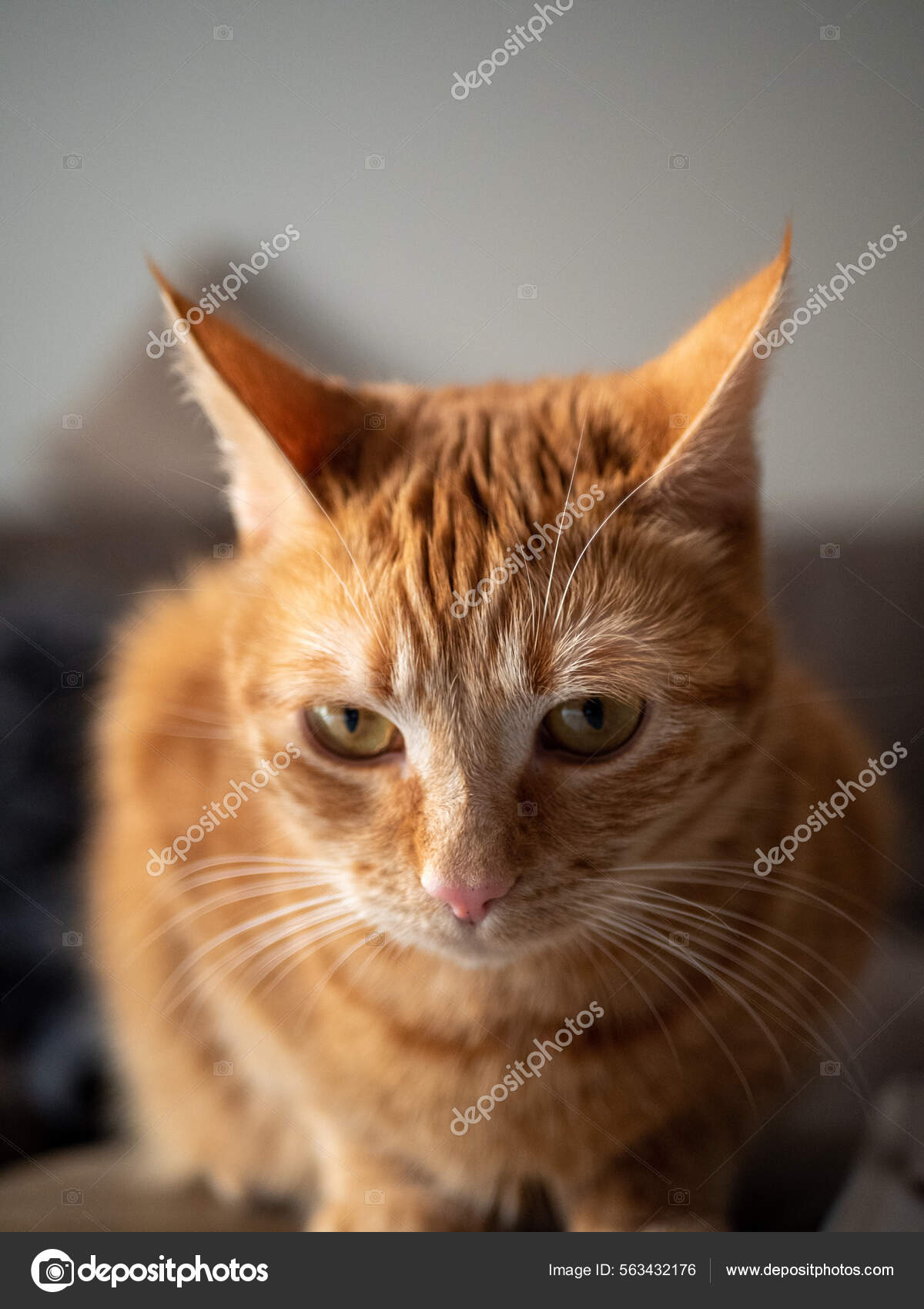 Cat Portrait Close — Stock Photo © Wirestock #563432176