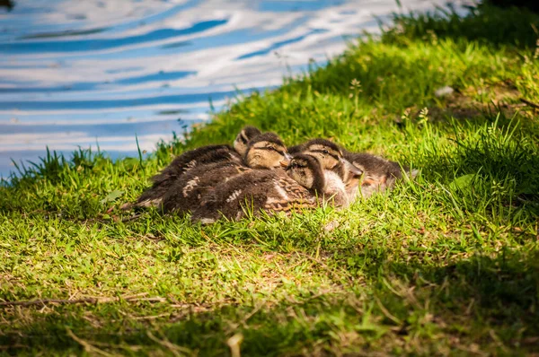 Ducklings Stock Photos, Royalty Free Ducklings Images | Depositphotos