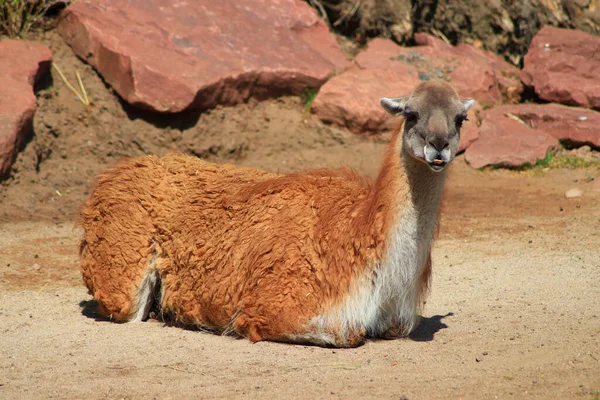 Lama species Stockfotos, lizenzfreie Lama species Bilder | Depositphotos