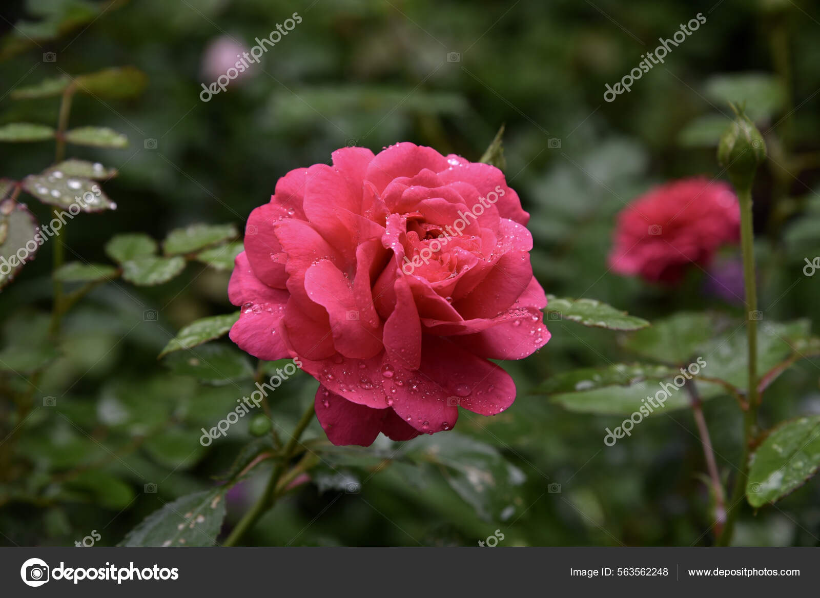 Beautiful Pink Rose Garden Stock Photo by ©Wirestock 563562248
