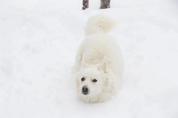 Nevado pisco Stock Photos, Royalty Free Nevado pisco Images | Depositphotos