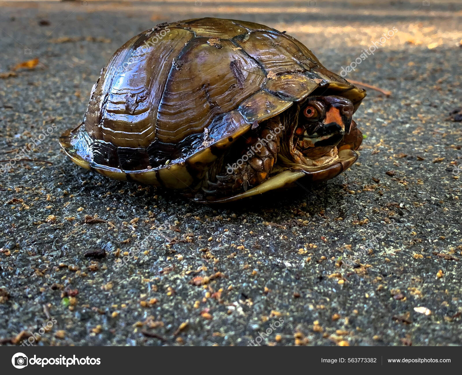 Turtle Ground Stock Photo by ©Wirestock 563773382