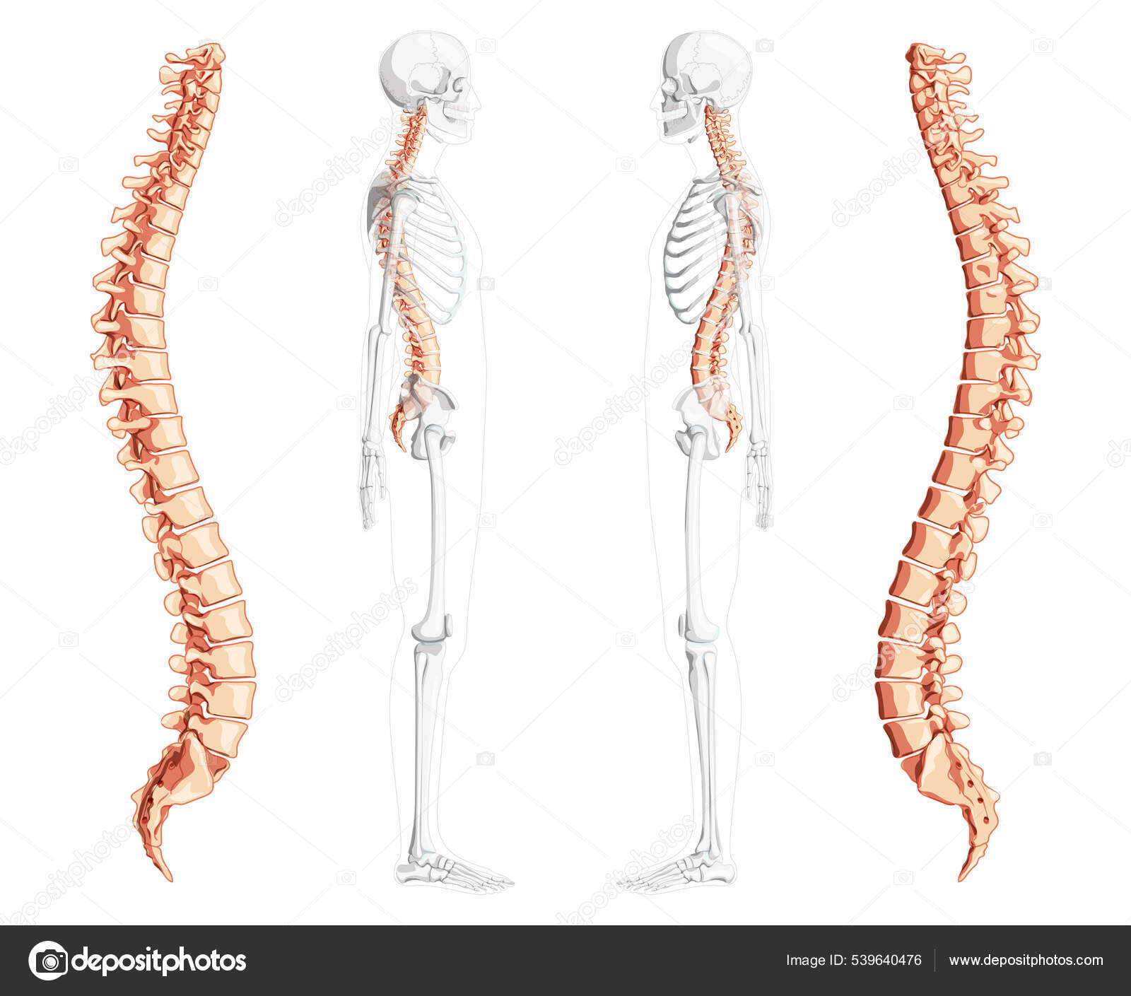 Human vertebral column side view with partly transparent skeleton ...