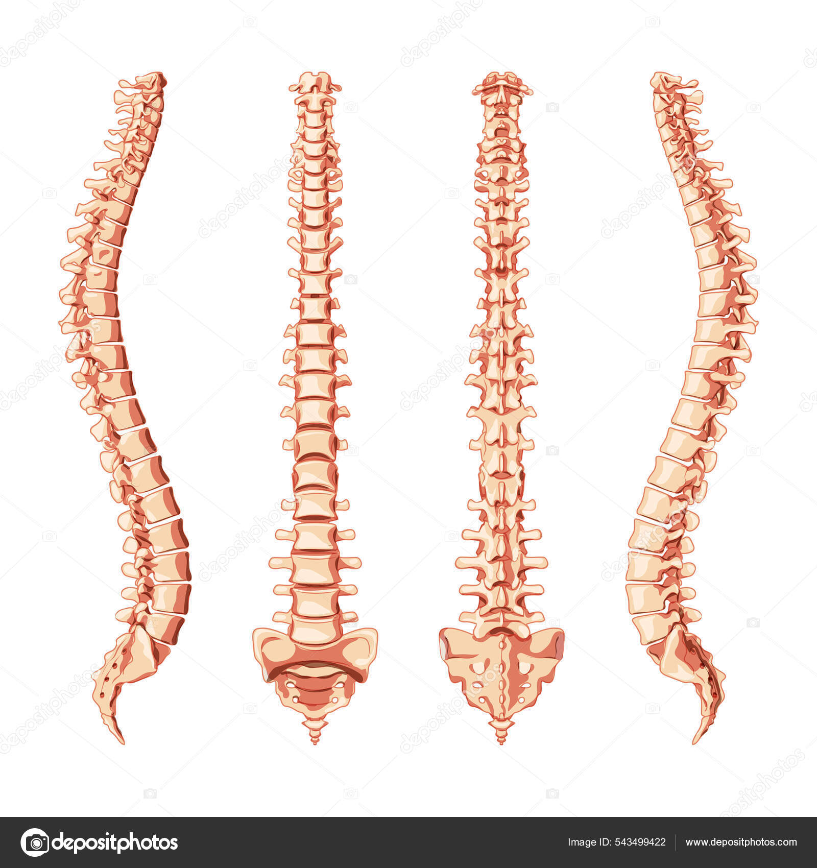 Coluna vertebral humana à frente, atrás, lado. Vetor plana vértebras ...