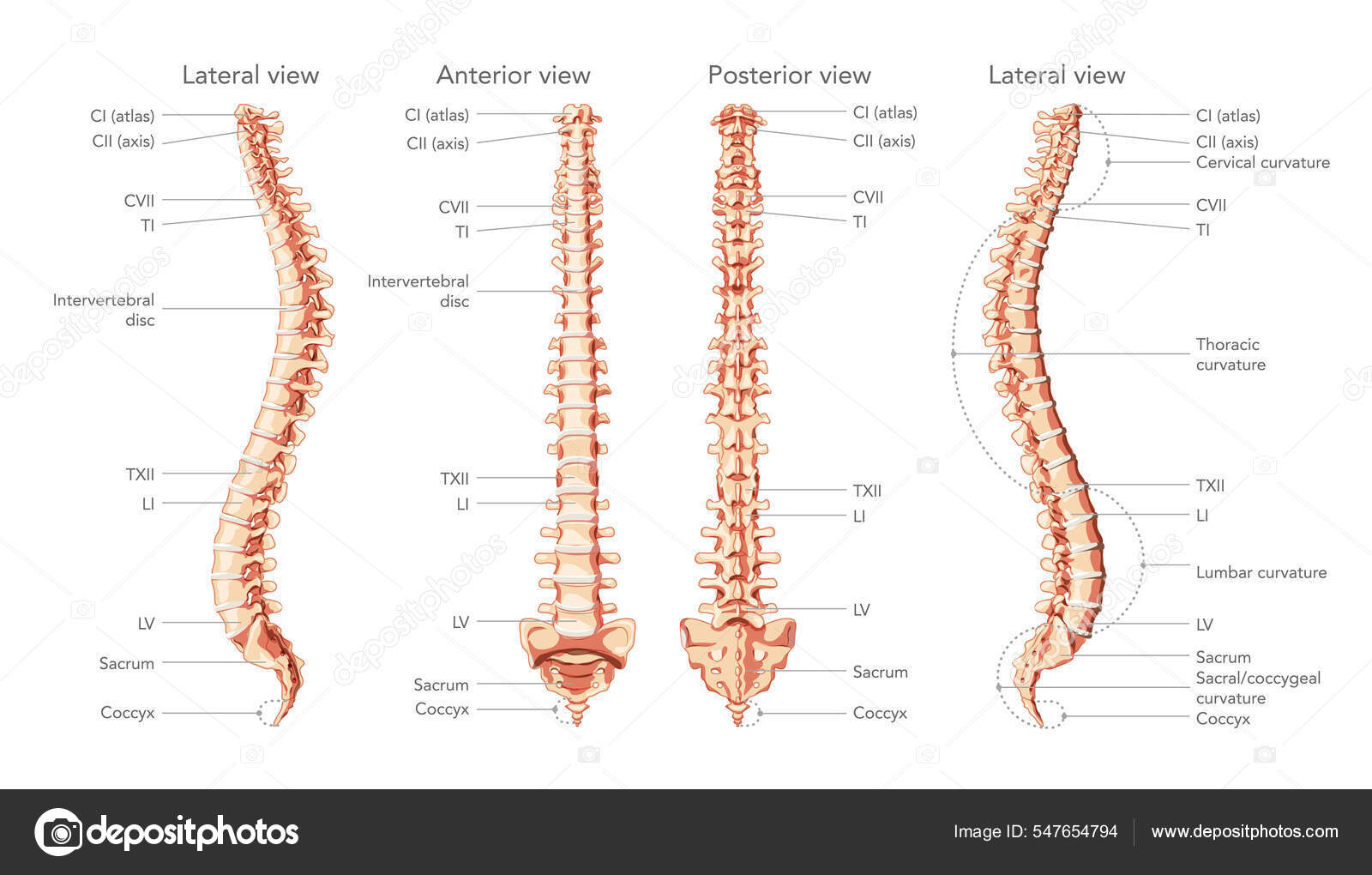 La columna vertebral humana en frente, atrás, vista lateral con partes ...