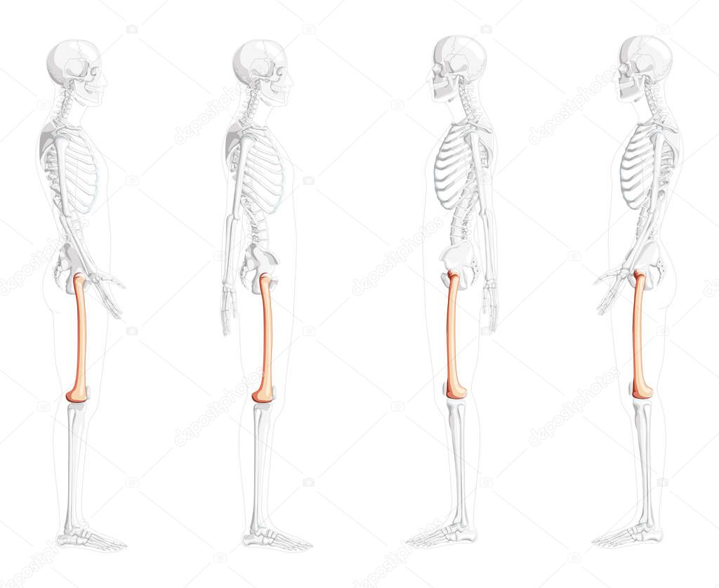 Esqueleto fémur hueso del muslo Vista lateral humana con posición de ...