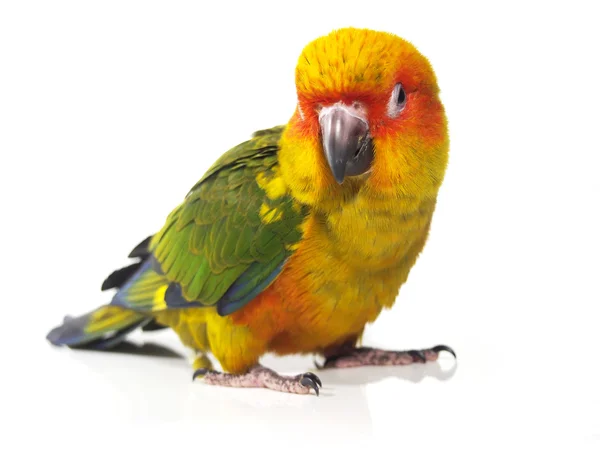 Conure Stock Photos, Royalty Free Conure Images | Depositphotos