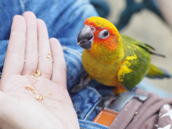 Screaming bird Stock Photos, Royalty Free Screaming bird Images ...