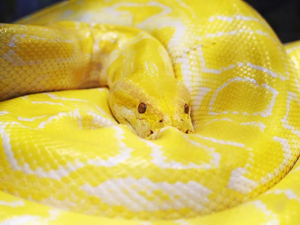 Closeup Snake — Stock Photo © Hannah1982 #273985660