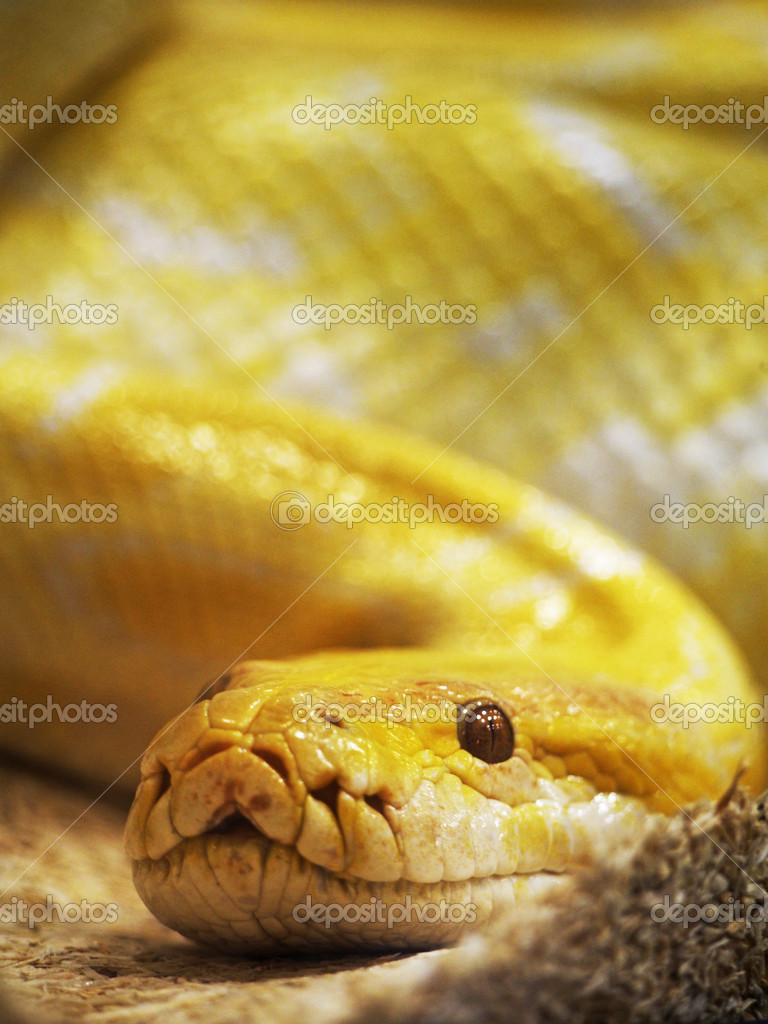 Yellow snake — Stock Photo © crazybboy #44348175