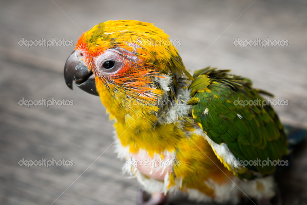 Baby Sun Conure