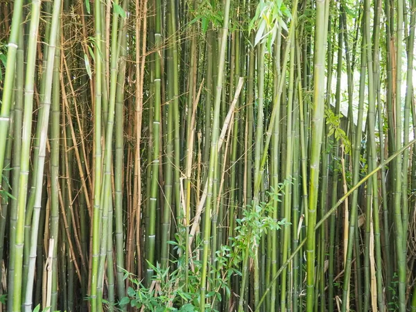 Cane plant Stock Photos, Royalty Free Cane plant Images | Depositphotos