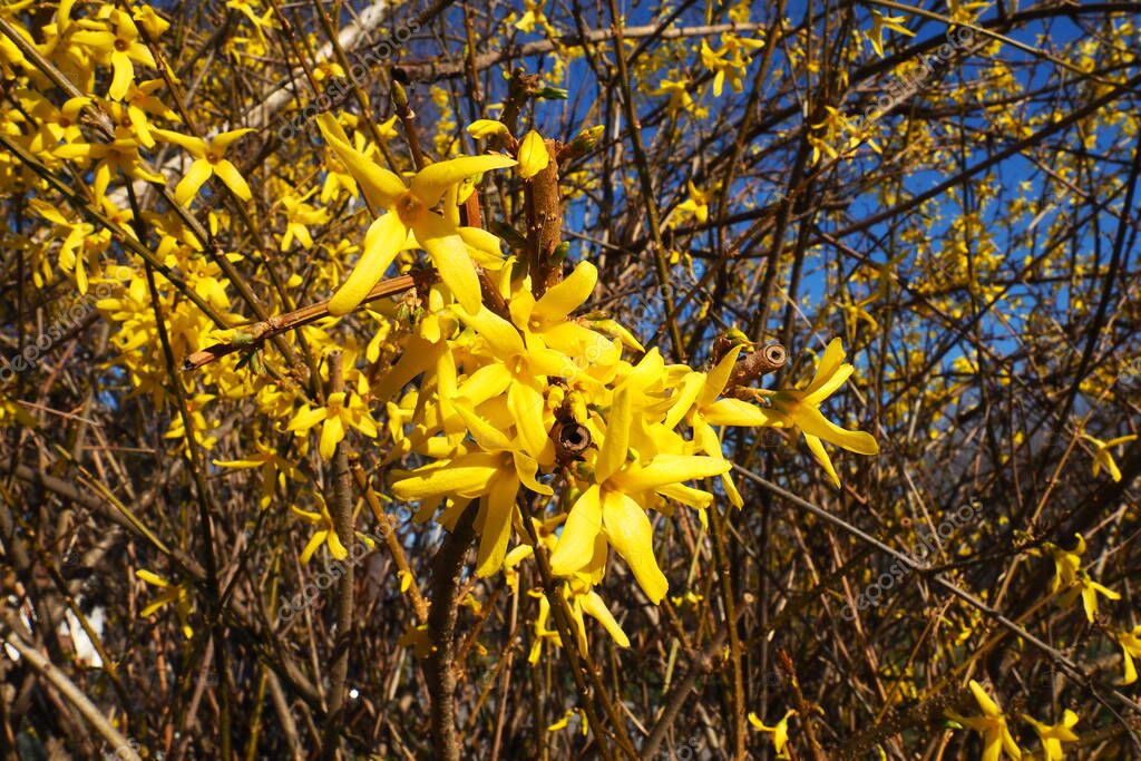 Forsythia es un género de arbustos y pequeños árboles de la familia Olive. Numerosas flores ...