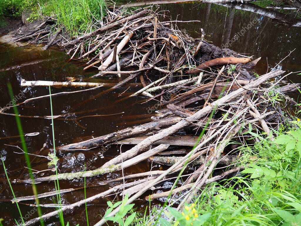 A beaver dam erected by beavers on a river or stream to protect against ...