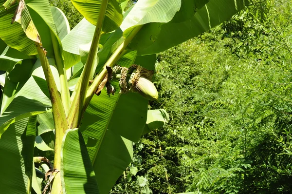 A growing banana tree Stockfotos, lizenzfreie A growing banana tree ...