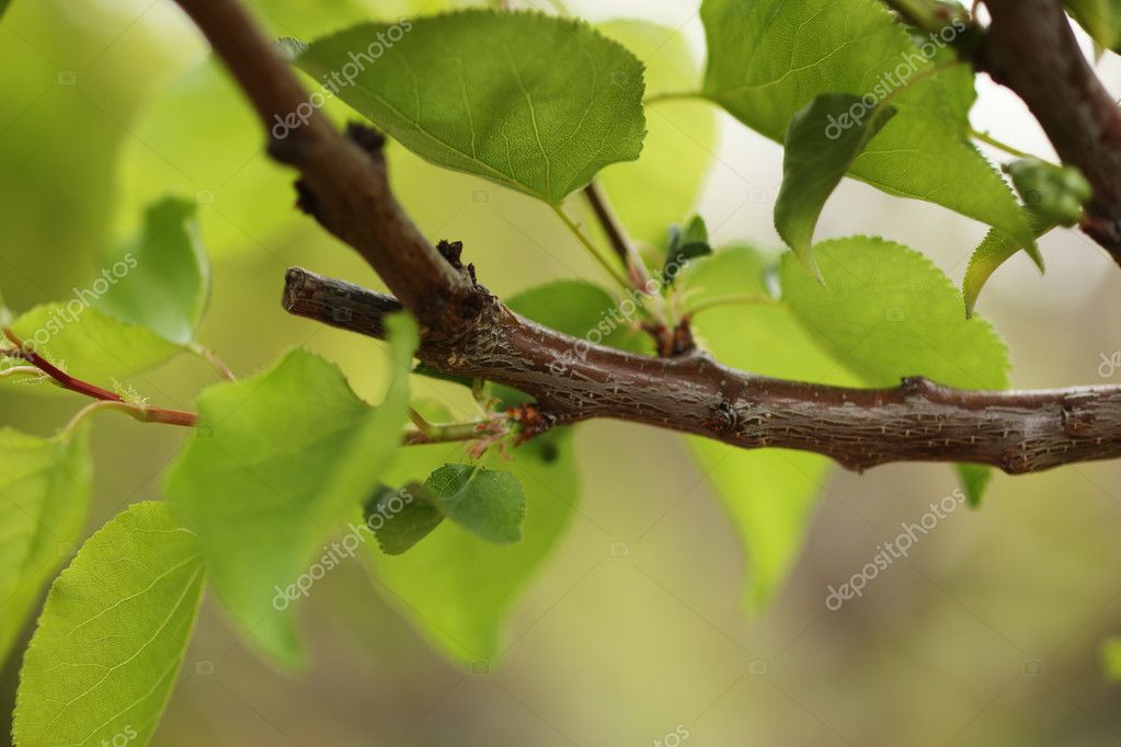 Green leaves on tree branch Stock Photo by ©logoboom 32421807