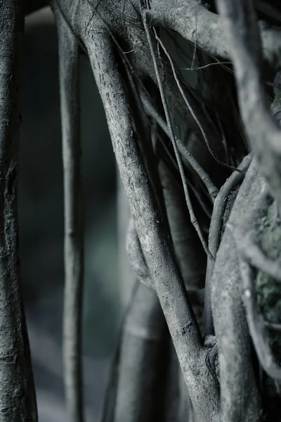 Dark background of tree roots Stock Photo by ©logoboom 32904943