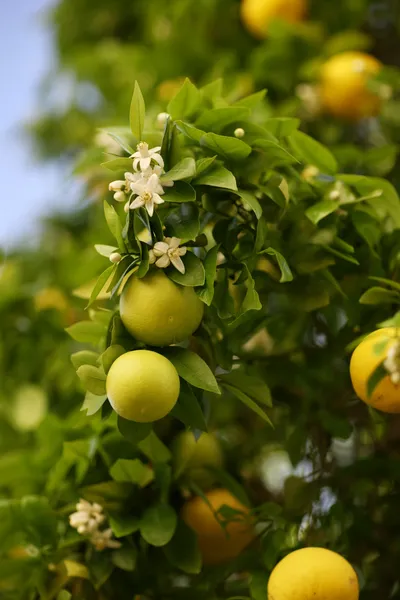 Blossoming citrus tree with fruits and flowers - Stock Image - Everypixel