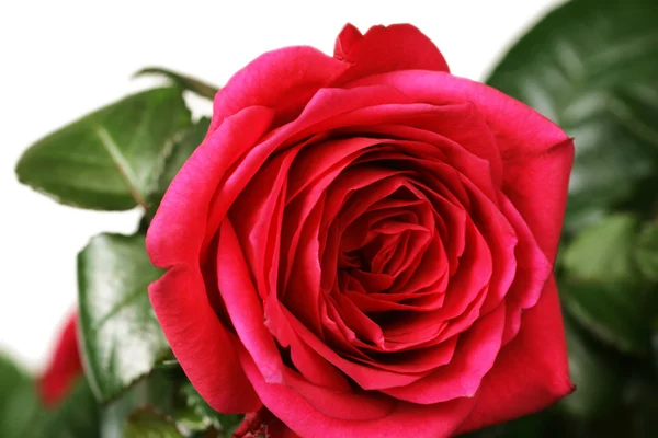 Nice red rose Stock Photos, Royalty Free Nice red rose Images ...