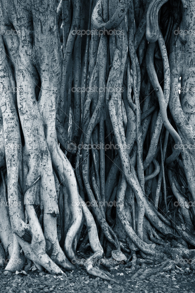 Dark background of tree roots Stock Photo by ©logoboom 32904943