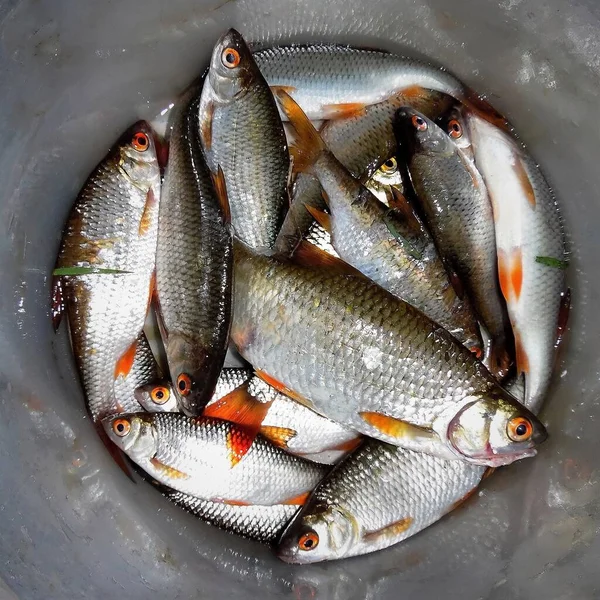 Roach fish Images - Search Images on Everypixel