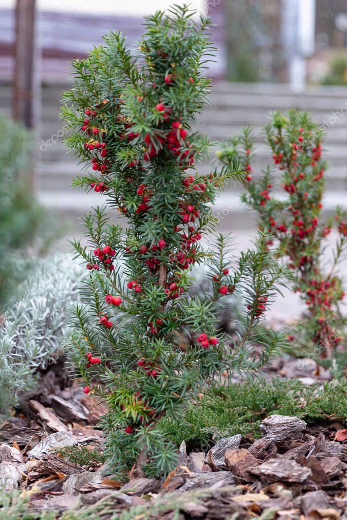 Taxus baccata (tejo común) árbol en el parque. Rojo común tejo fruta en ...