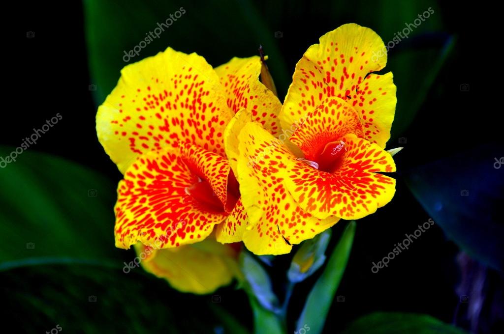 Yellow Canna Flower — Stock Photo © LeeSnider #35224721