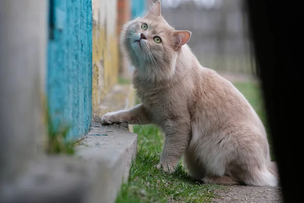 Wandering cat Stock Photos, Royalty Free Wandering cat Images ...