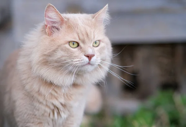 Wandering cat Stock Photos, Royalty Free Wandering cat Images ...