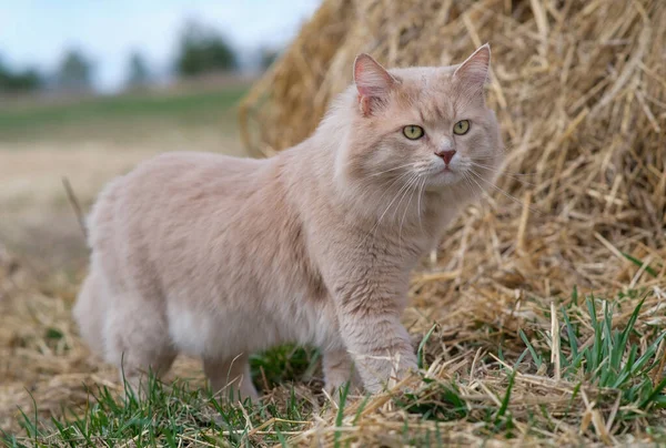 Wandering cat Stock Photos, Royalty Free Wandering cat Images ...