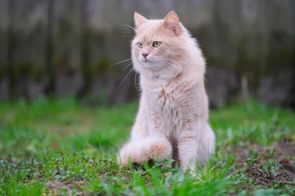 Wandering cat Stock Photos, Royalty Free Wandering cat Images ...