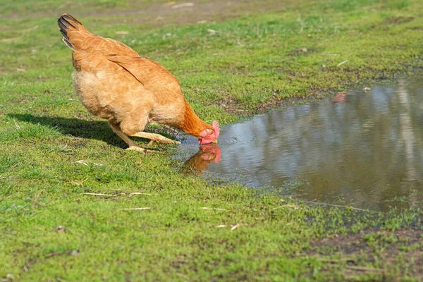 Chicken drinking water Stock Photos, Royalty Free Chicken drinking ...