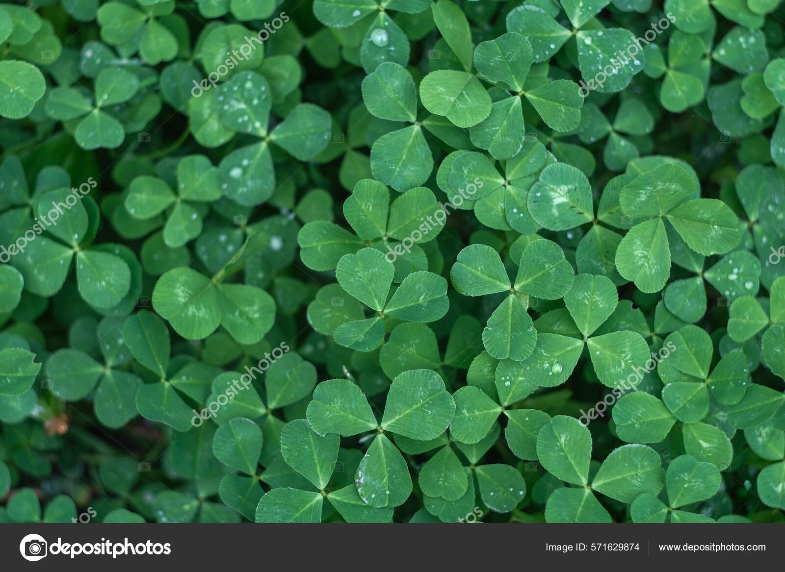 Texture of green grass. Background from clover. Stock Photo by ...