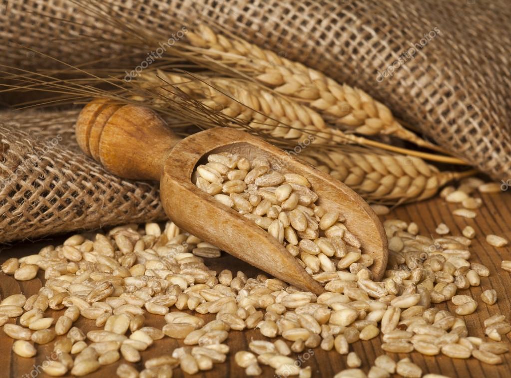 Wheat — Stock Photo © NikiLitov #45971421