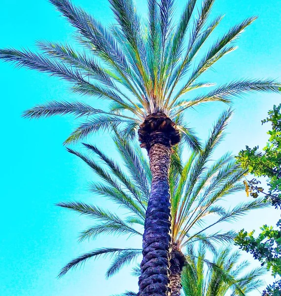 Palm Trees Hollywood Wallpaper