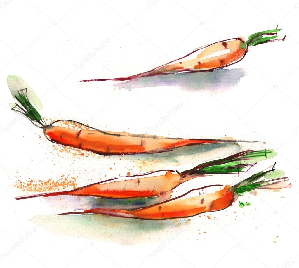 Watercolor Carrots Stock Illustration by ©O.M. #32637867