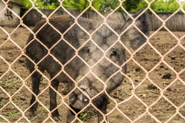 A small wild pig is closed in a fence, behind a net. A boar looks at us ...