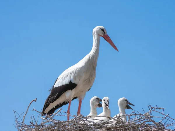 Family of storks Stock Photos, Royalty Free Family of storks Images ...
