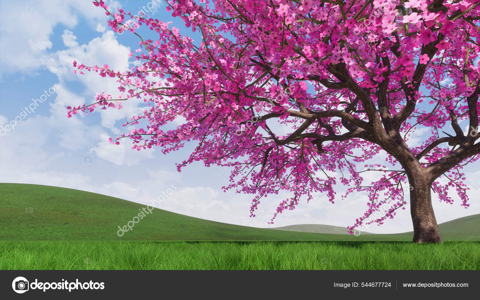 Close Single Lush Blooming Japanese Sakura Cherry Tree Full Blossom ...