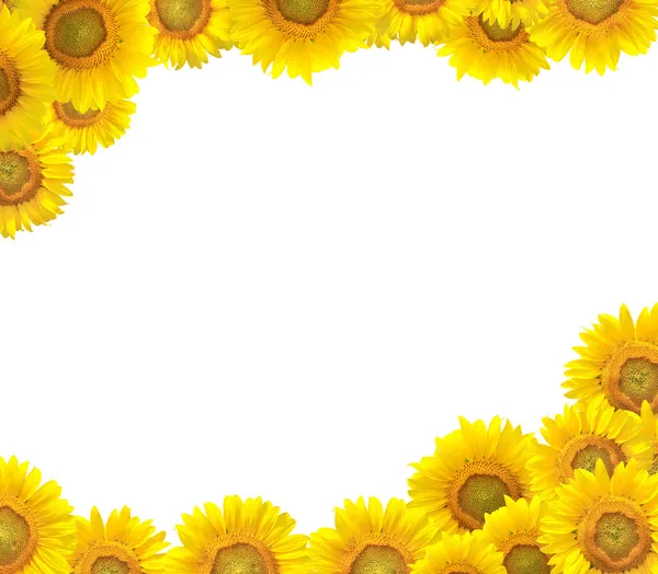 Sunflower Clipart Border