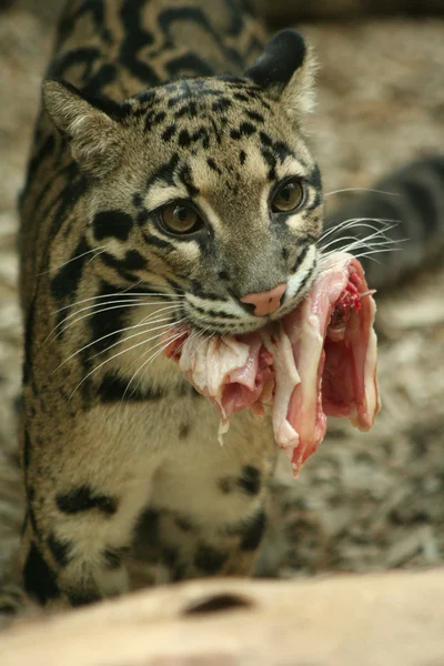 El carnívoro Stock Photos, Royalty Free El carnívoro Images | Depositphotos