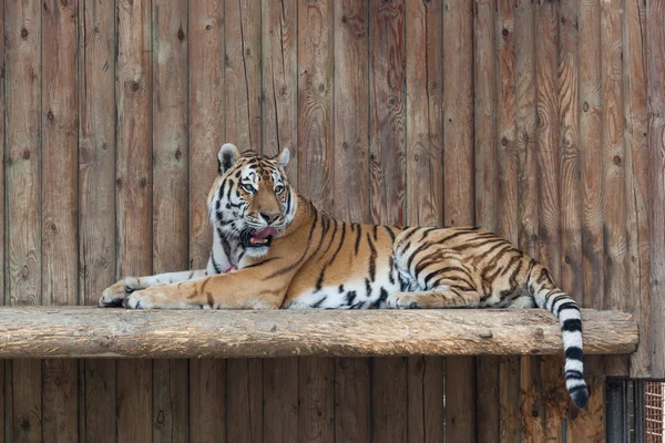 Zoo railing Stock Photos, Royalty Free Zoo railing Images | Depositphotos
