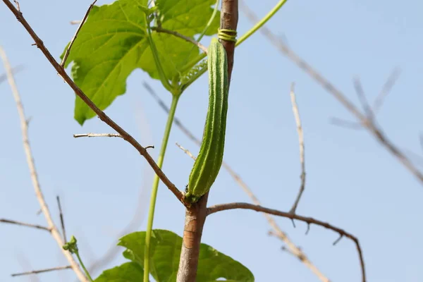 Plant stem Stock Photos, Royalty Free Plant stem Images | Depositphotos