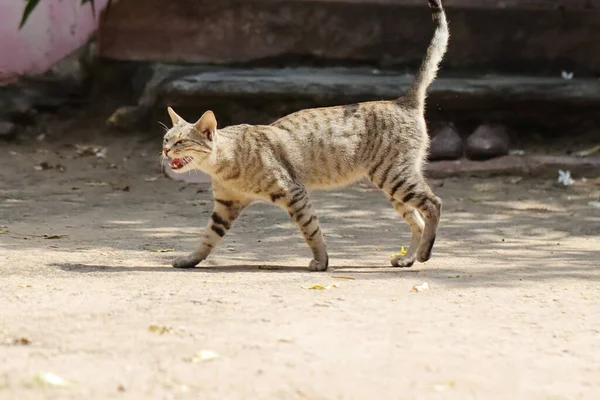 Indian cats Stock Photos, Royalty Free Indian cats Images | Depositphotos