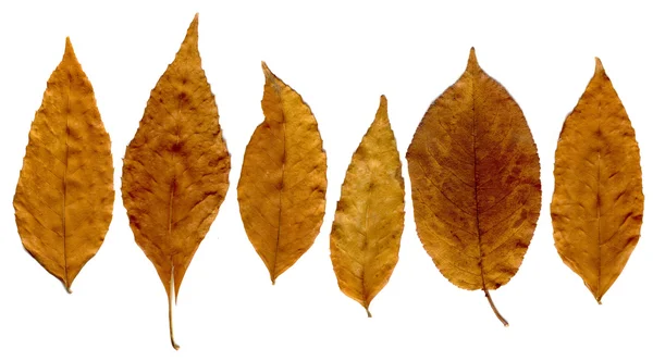 Bale leaves Stock Photos, Royalty Free Bale leaves Images | Depositphotos