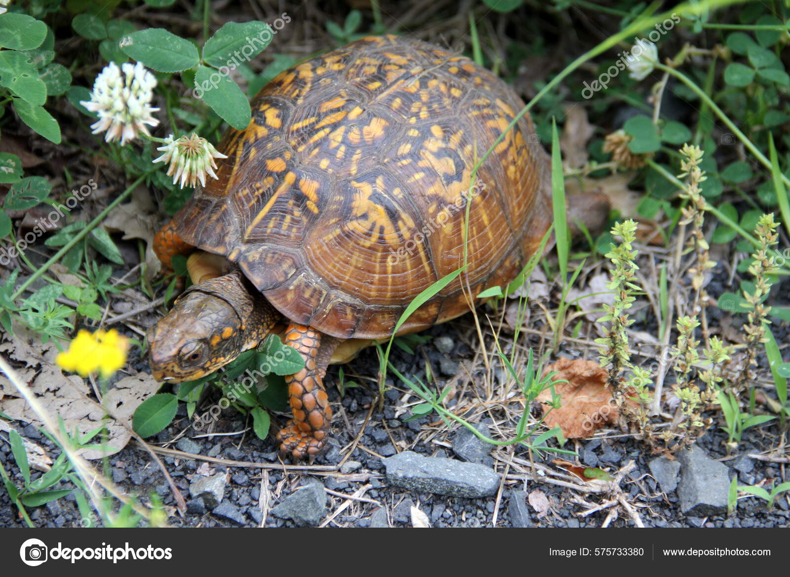 Eastern Box Turtle Aka Land Turtle Grass Seen Latourette Park Stock ...