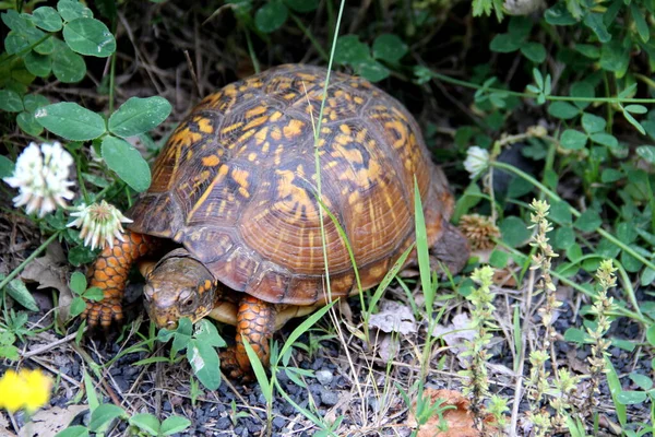 Eastern box turtle, aka land turtle, in the grass, seen in Latourette ...