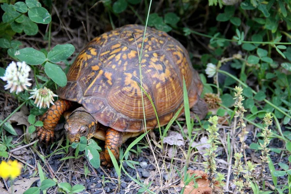 Eastern box turtle, aka land turtle, in the grass, seen in Latourette ...